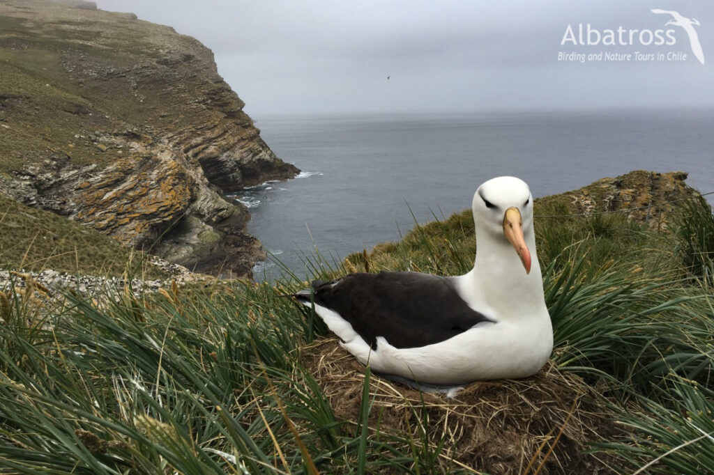 Birds and Wildlife of the Falkland Islands - Albatross Birding Chile