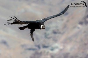 En Busca de Aves Endémicas en la Cordillera de los Andes - Albatross ...