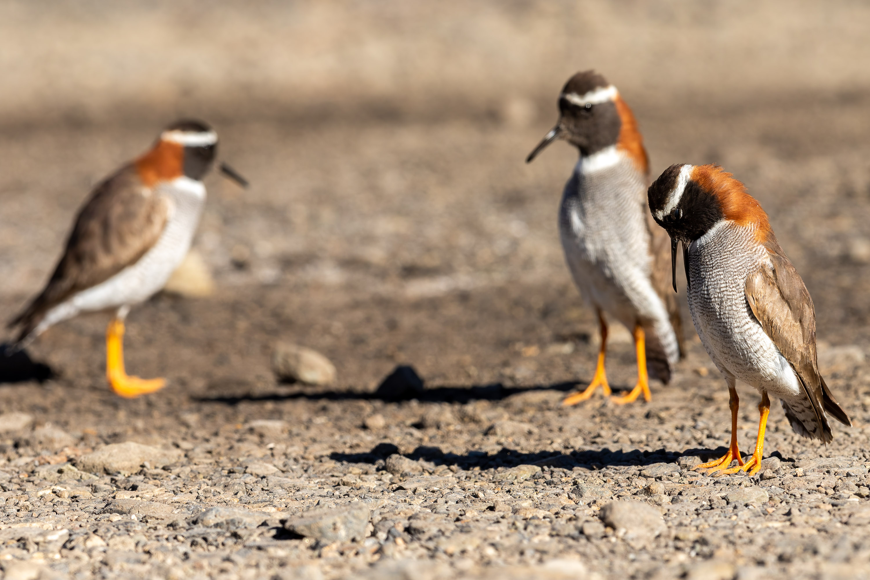 Diademed Sandpiper-Plover – Birding the Yeso Valley - Albatross Birding ...